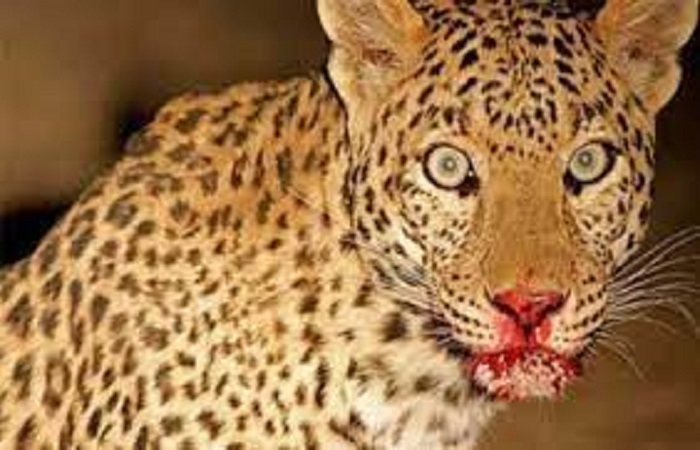 महिला को गुलदार ने बनाया निवाला, खून के धब्बे—बिखरा सामान, संघर्ष की गवाही