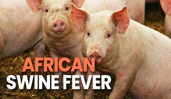 अल्मोड़ा में फैला अफ्रीकन स्वाइन फीवर (ASF), बड़ी तादाद में सूअरों की ...